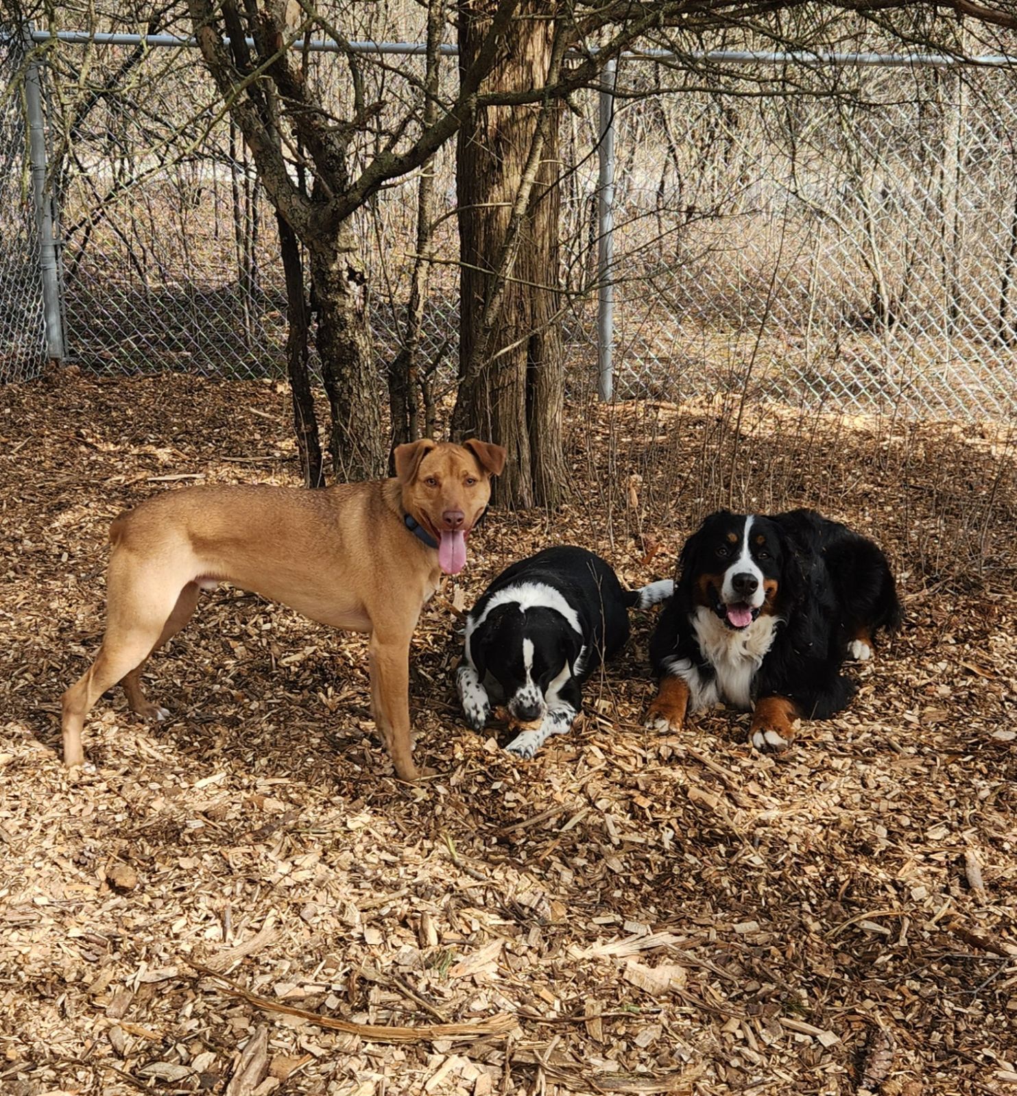 Doggieology101 | Calm & Confident Dogs | Training & Boarding